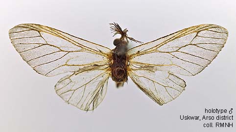 Papua Insects Foundation (Lepidoptera/Psychidae/Acanthopsyche simulata)